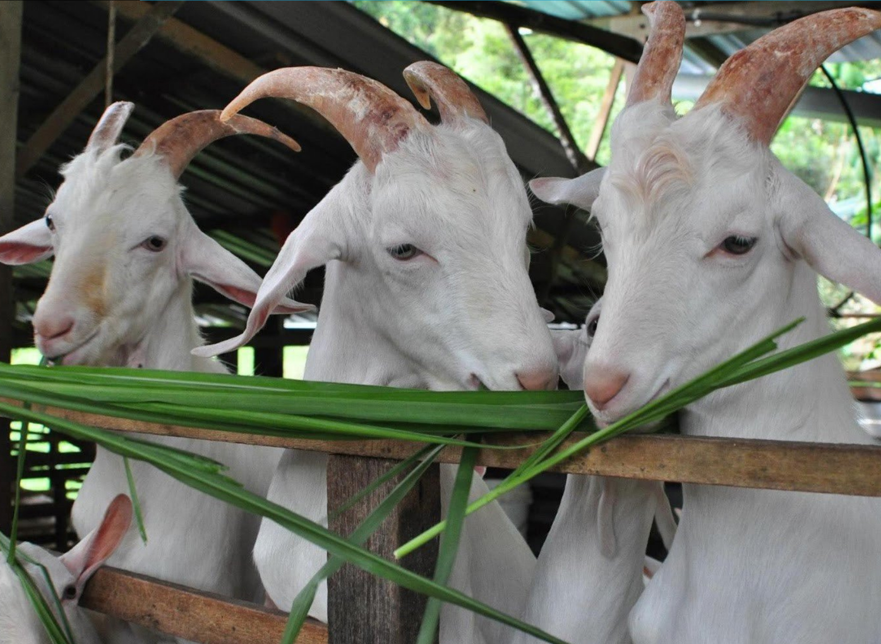 Commercial Goat Milk Production - Tobago Hospitality and Tourism Institute