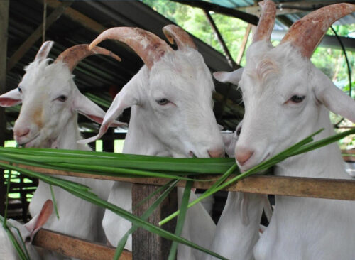 Dairy Goat Production - Tobago Hospitality & Tourism Institute