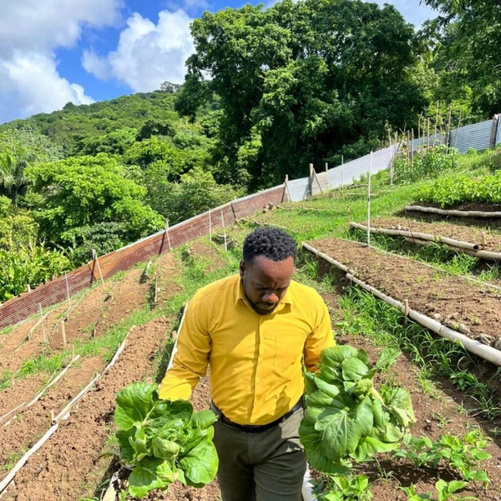 THTI Campus Garden – From farm to fork Initiative! - Tobago Hospitality ...